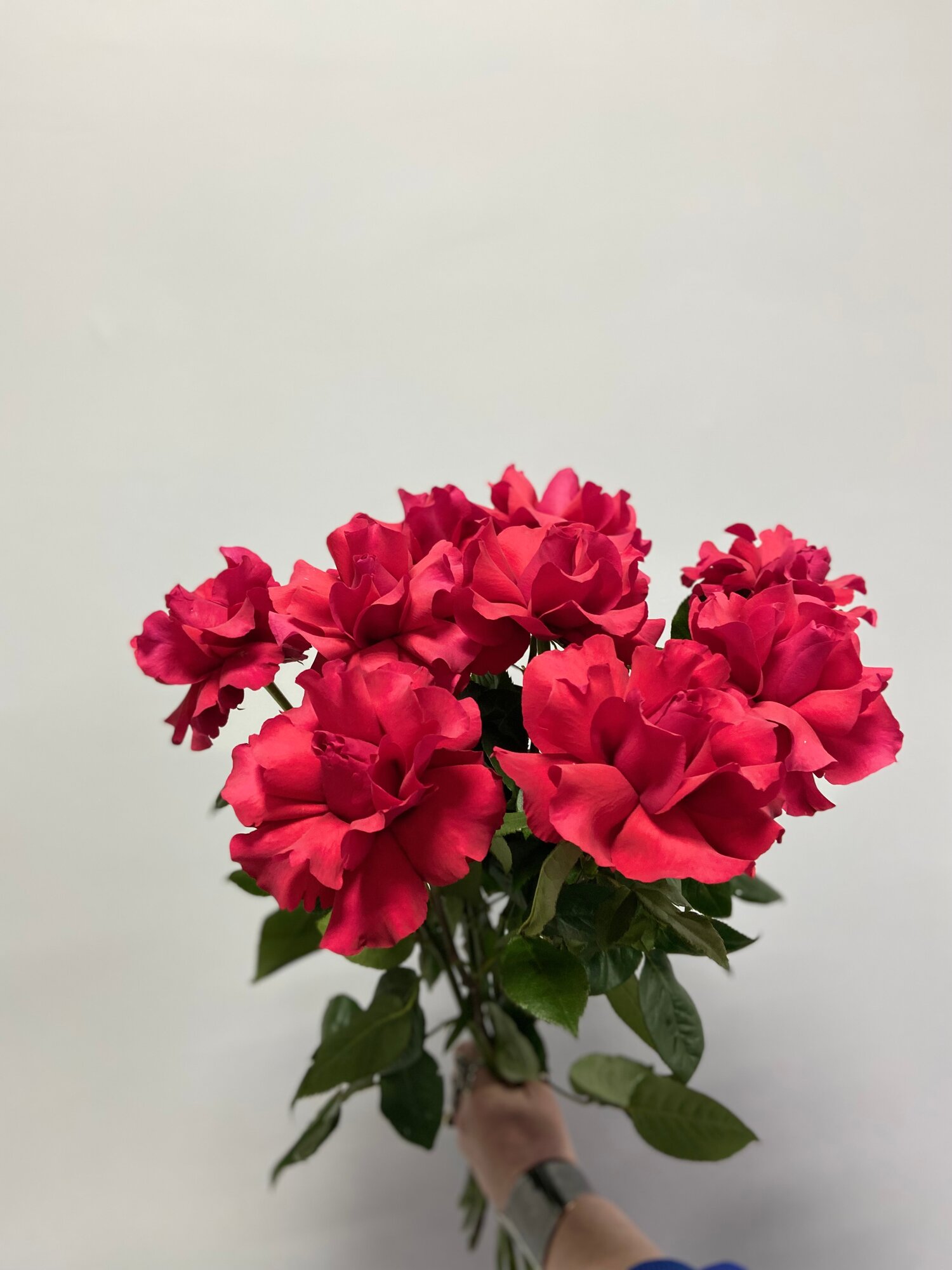 Букет из 9 французских роз красного цвета под ленту