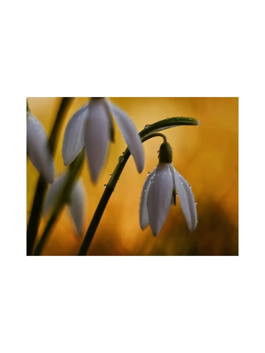 Постер Подснежник, размеры 50 x 40 см, материал бумага, без рамы