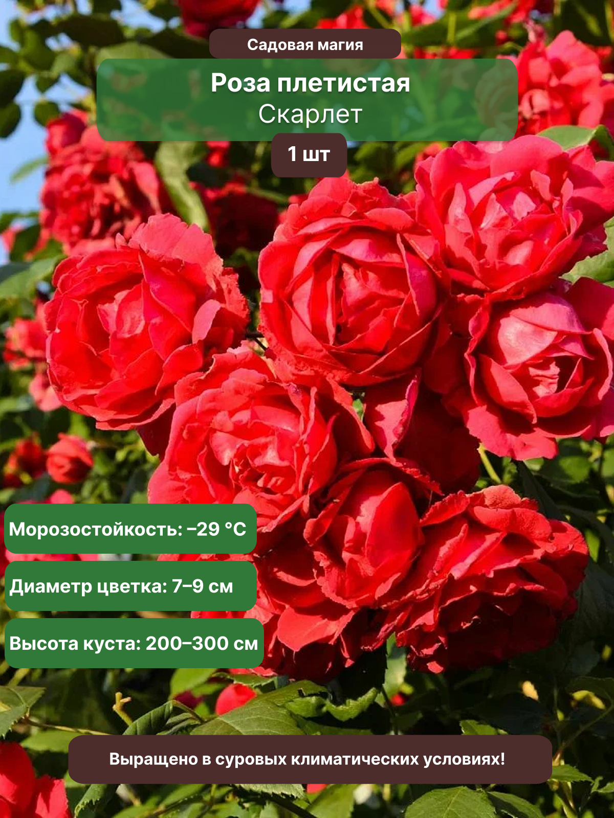 Роза плетистая Скарлет ( Scarlett ) / 1 шт, повторноцветущий сорт