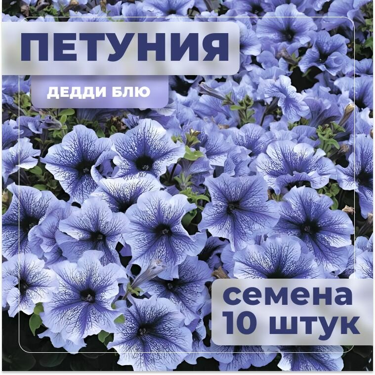 Петуния Крупноцветковая Дедди Блю, для сада и дома, семена 10 штук