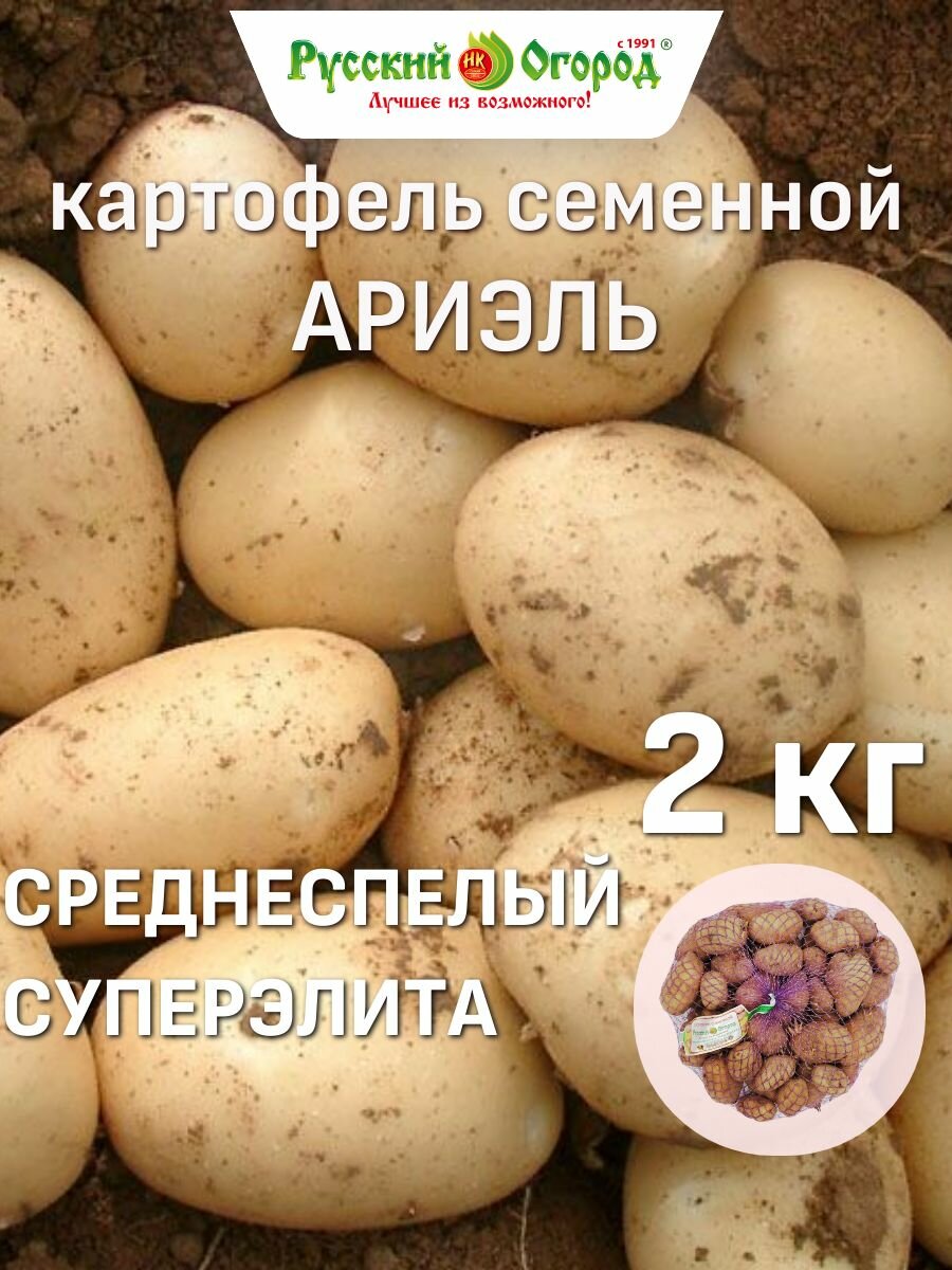 Картофель семенной Ариэль