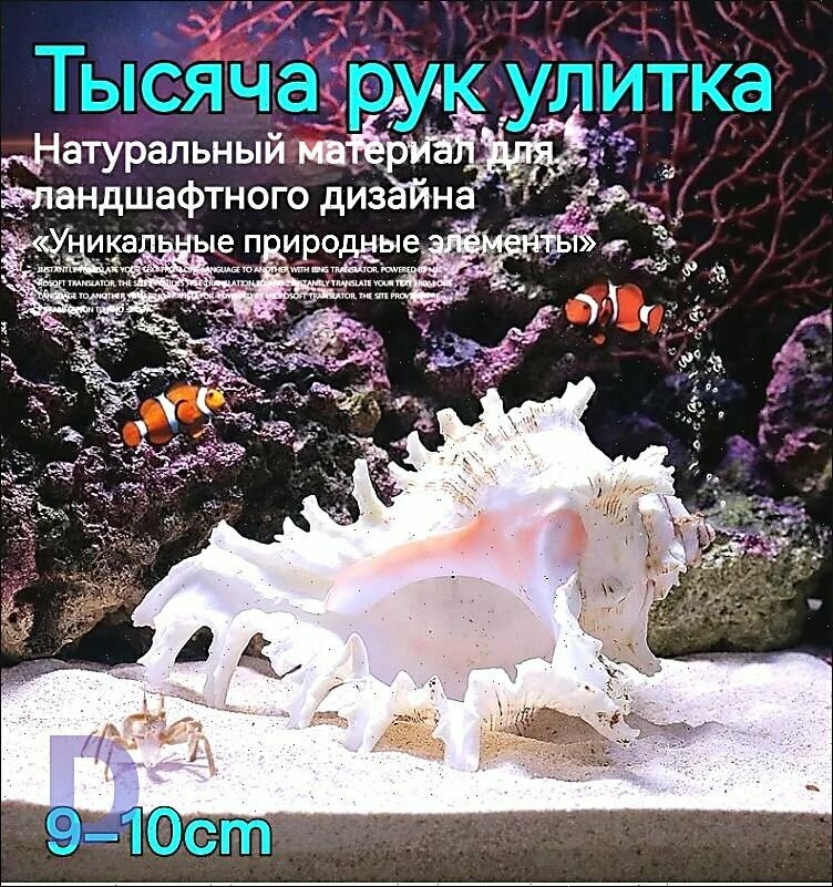 Ракушка морская, натуральная Мурекс, " Белая невеста" 9-10см./декорация для аквариума