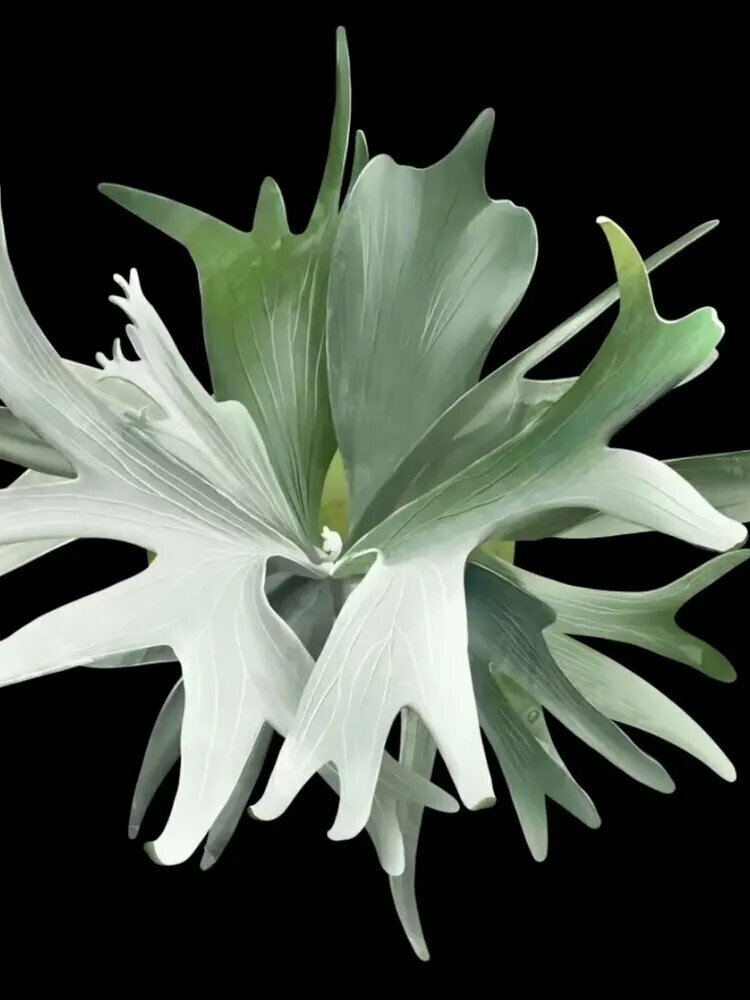 Магия Растений: Редкие тропические растения, креативные магниты на холодильник, декор для дома, серия растительных магнитов