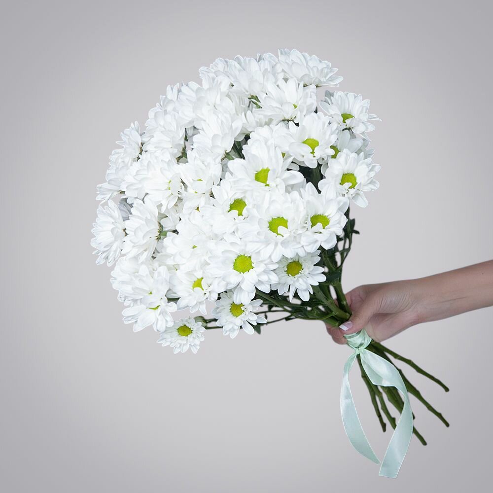 Хризантема кустовая «Бакарди», под ленту 9 шт.