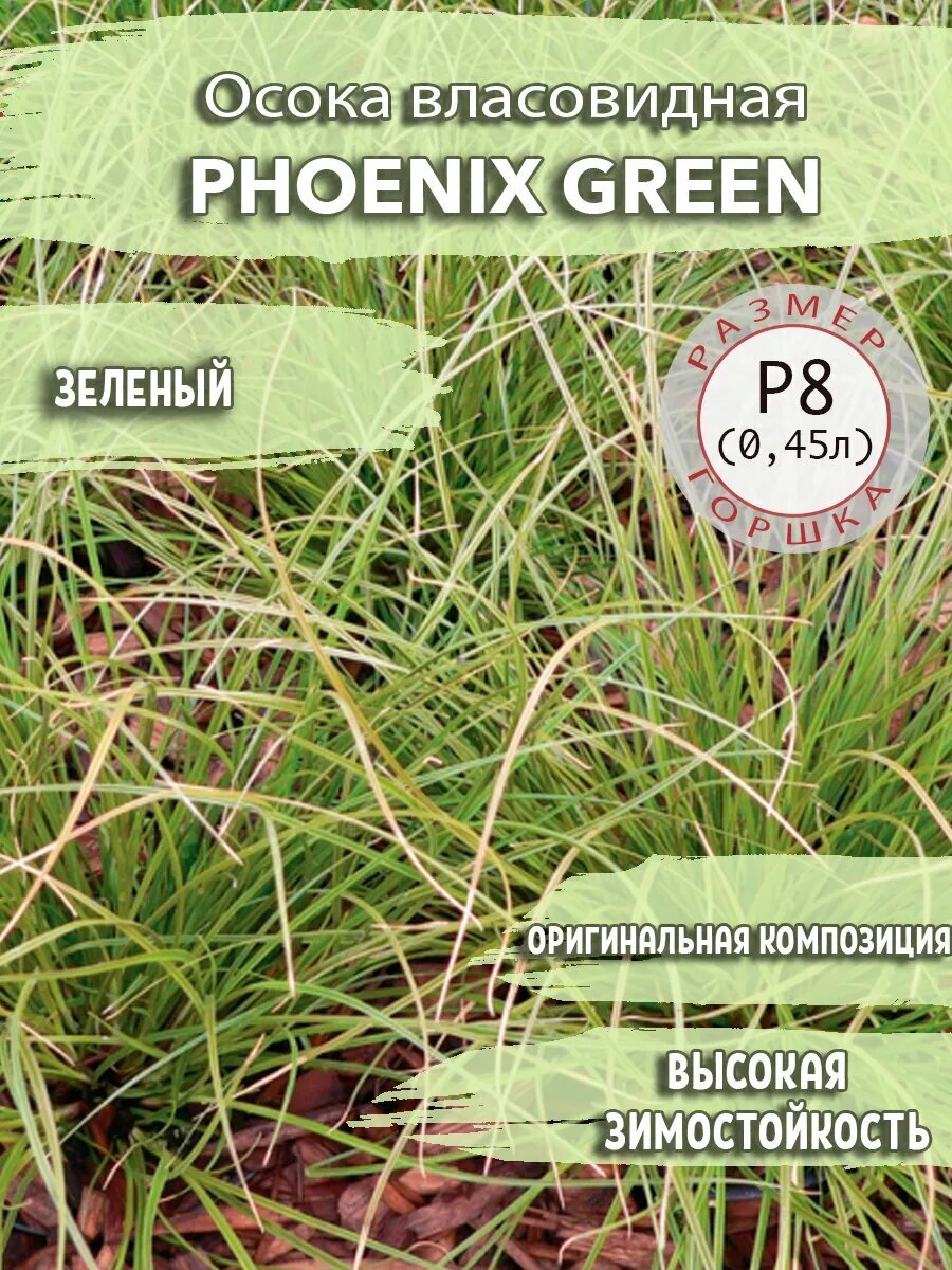 Осока власовидная Phoenix Green