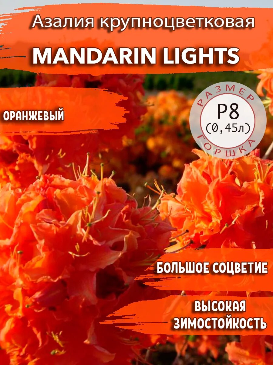Азалия крупноцветковая Mandarin Lights