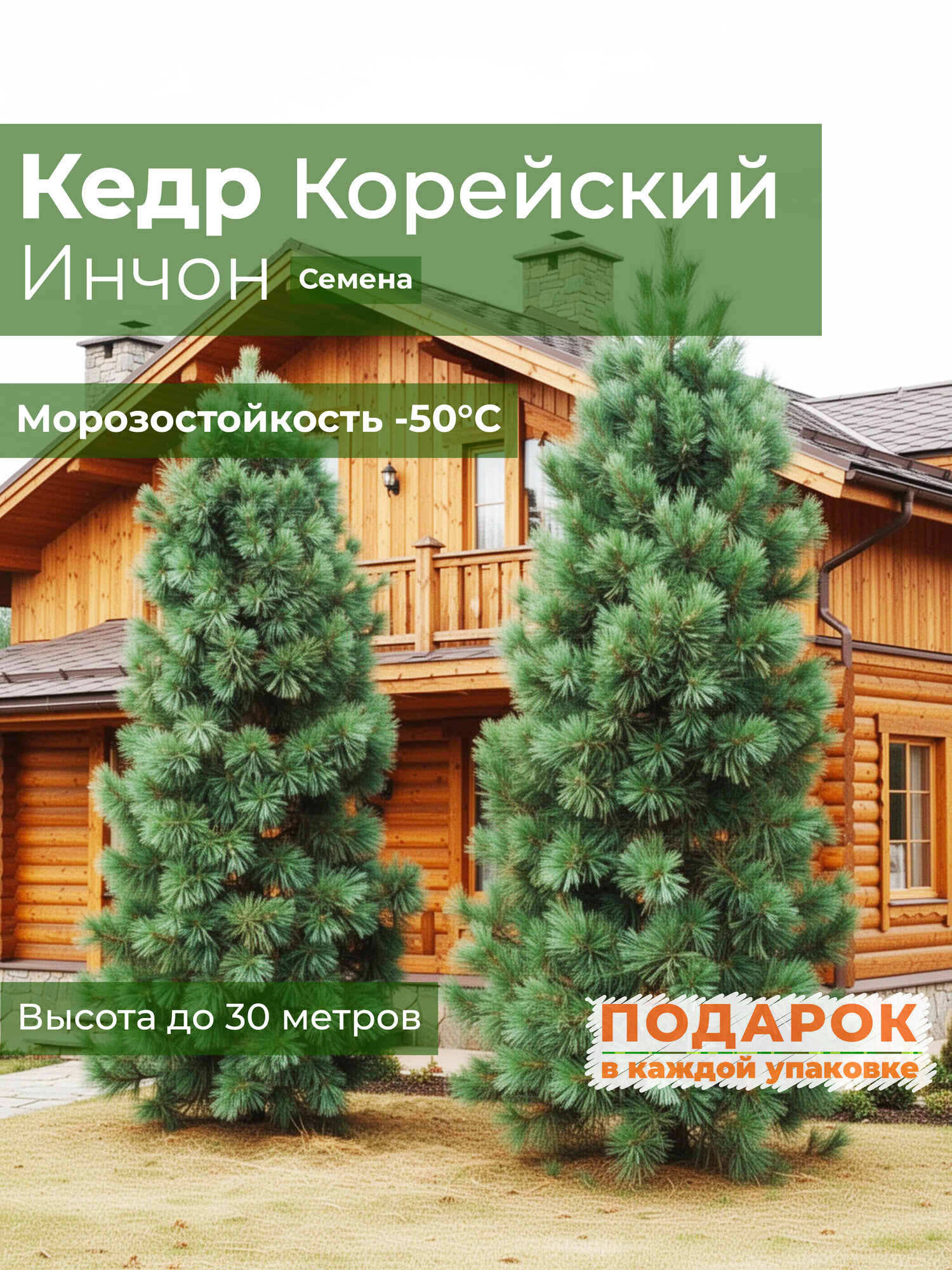 Кедр корейский Инчон, Семена, 10 шт, семена хвойных растений