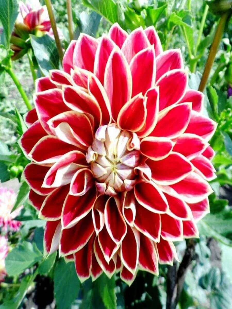 Георгина Holland Bulb Market "Максим", клубни, многолетняя, неприхотливая, высота до 45 см, 250 г