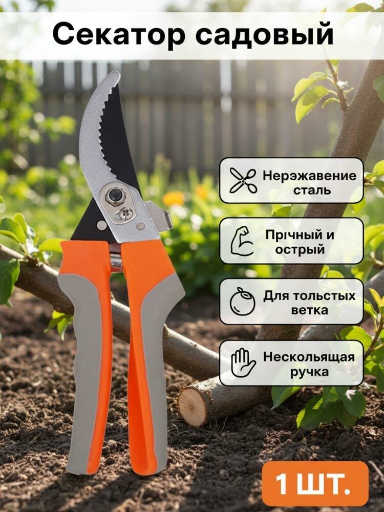 Густая обрезка плодовых деревьев