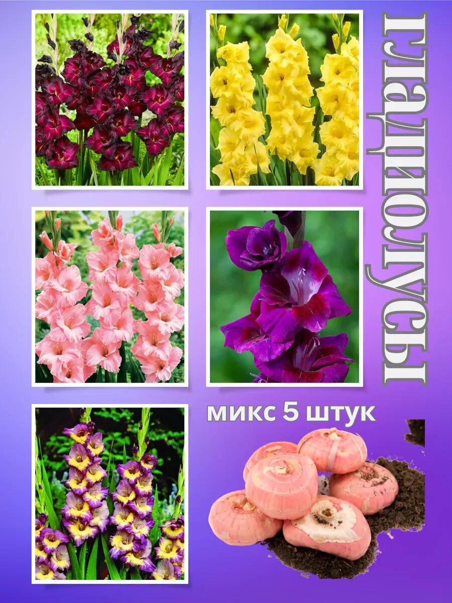 Гладиолус крупноцветковый, махровый , микс сортов, 5 луковиц