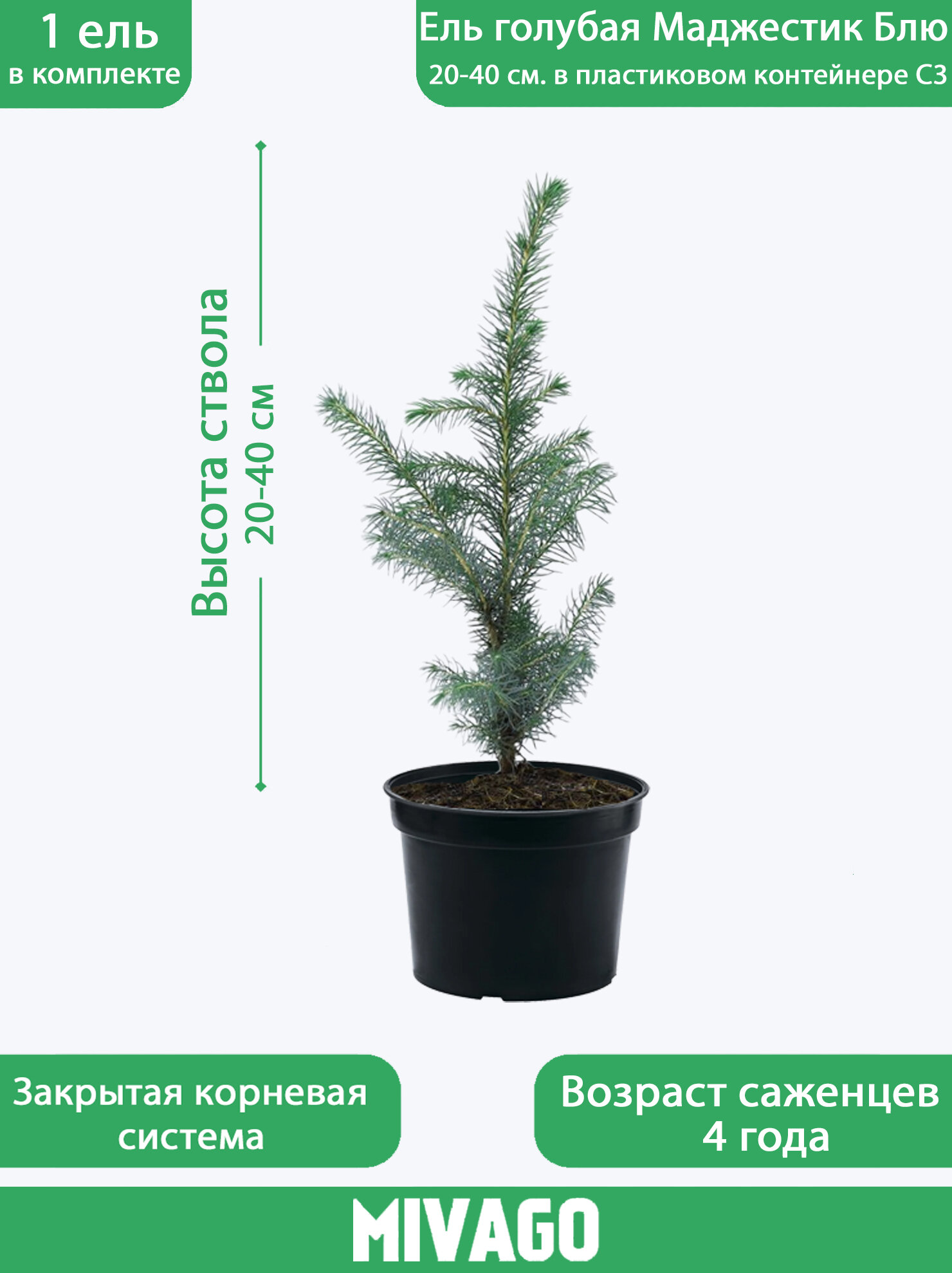 Ель голубая Глаука Маджестик Блю, высота 20-40 см, контейнер 3 литра