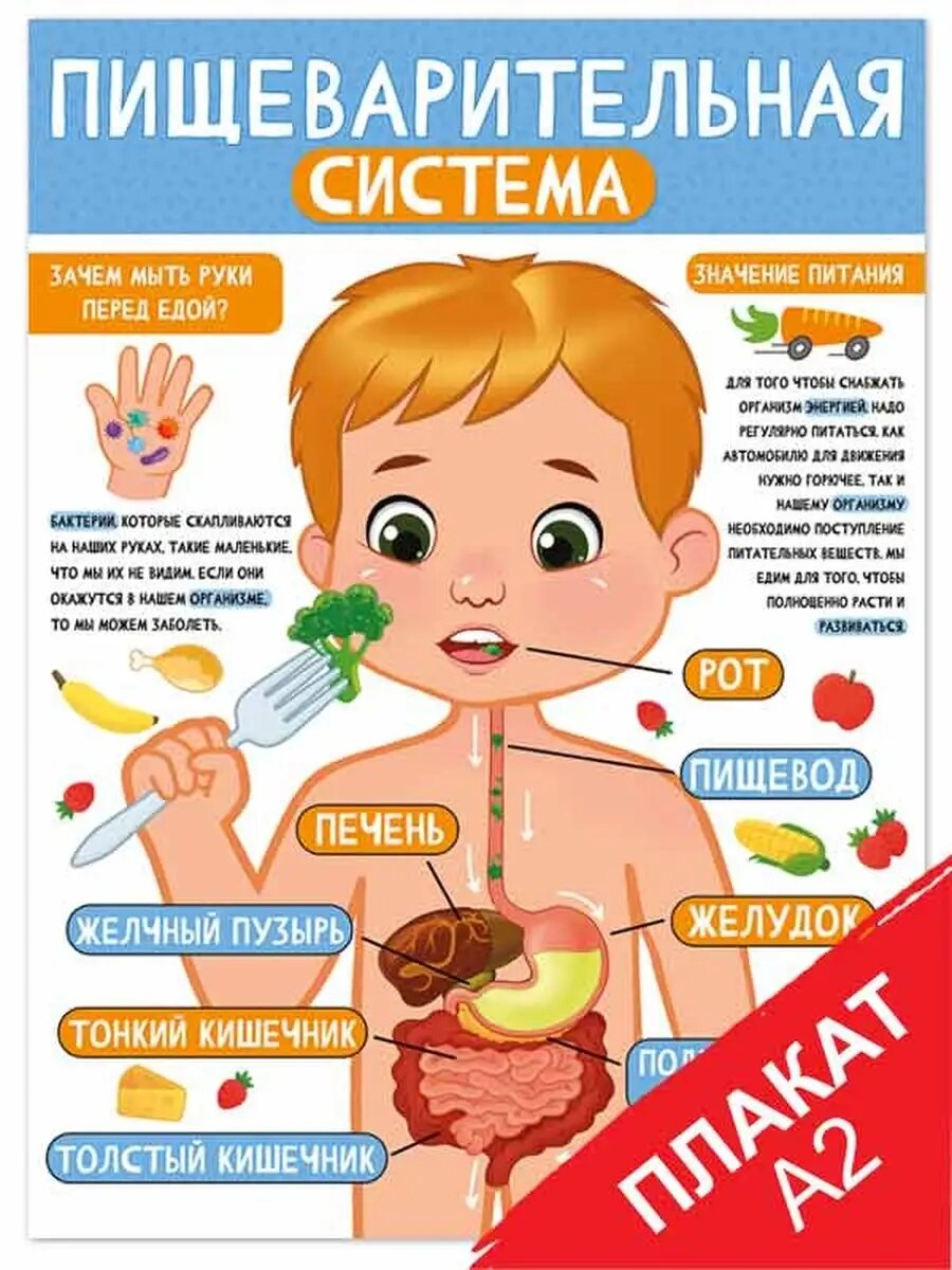 Плакат Пищеварительная система 22.137.00 0+ картон формат А2