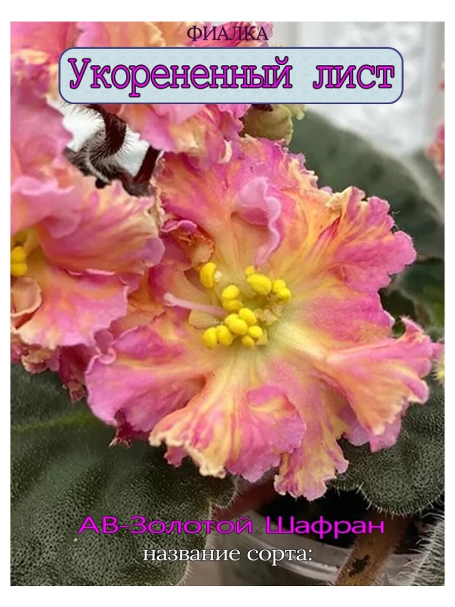 Фиалка живая в горшке комнатная сорт АВ-Золотой Шафран (укоренный лист) 1 штука