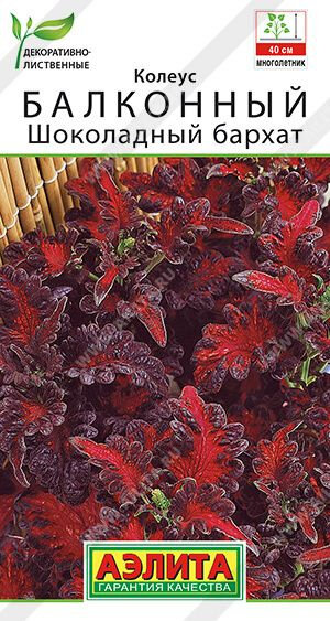 Семена Колеуса Аэлита "Шоколадный бархат", популярный многолетник, 5 шт