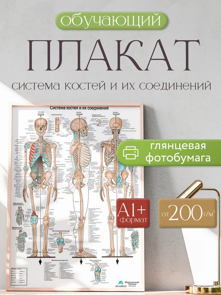 Обучающий плакат "Система костей и их соединений", размер А1+, глянцевая фотобумага от 200г/м2