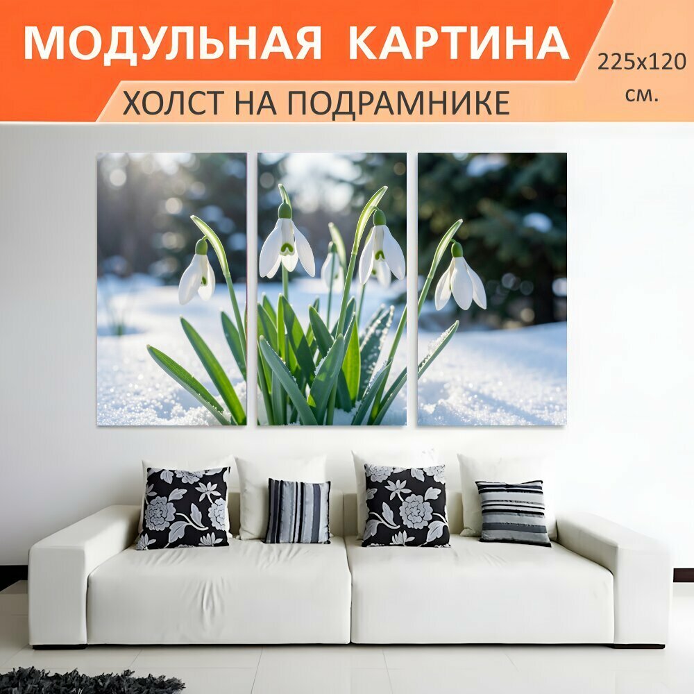 Модульная картина на холсте "Белые подснежники в снегу. Нежные весенние первоцветы, пробивающиеся сквозь снежный покров, на фоне." триптих на подрамнике 225х120 см. для интерьера