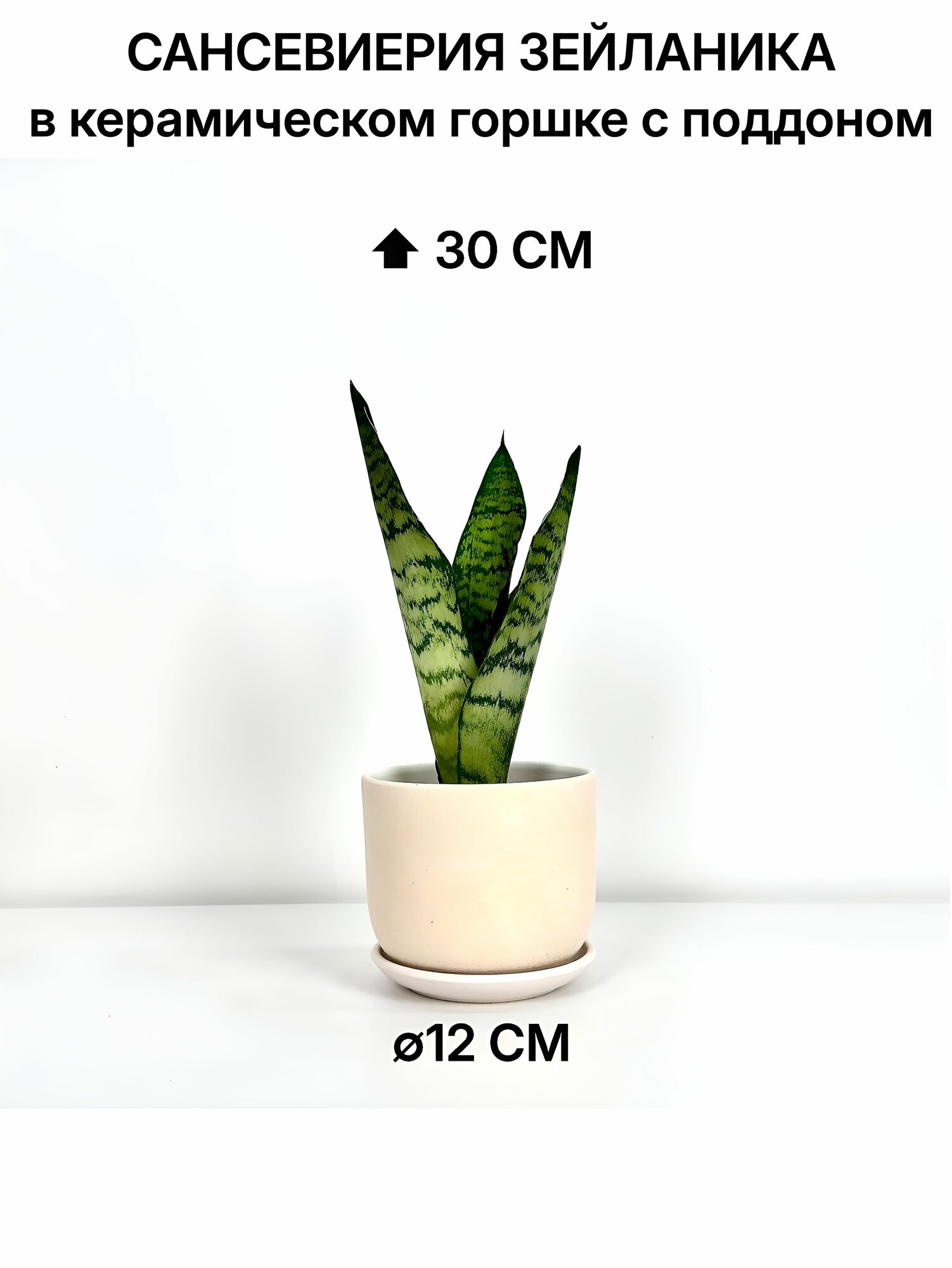 Сансевиерия Зейланика в кремовом светлом керамическом горшке с поддоном D12 Замша, высота 30см