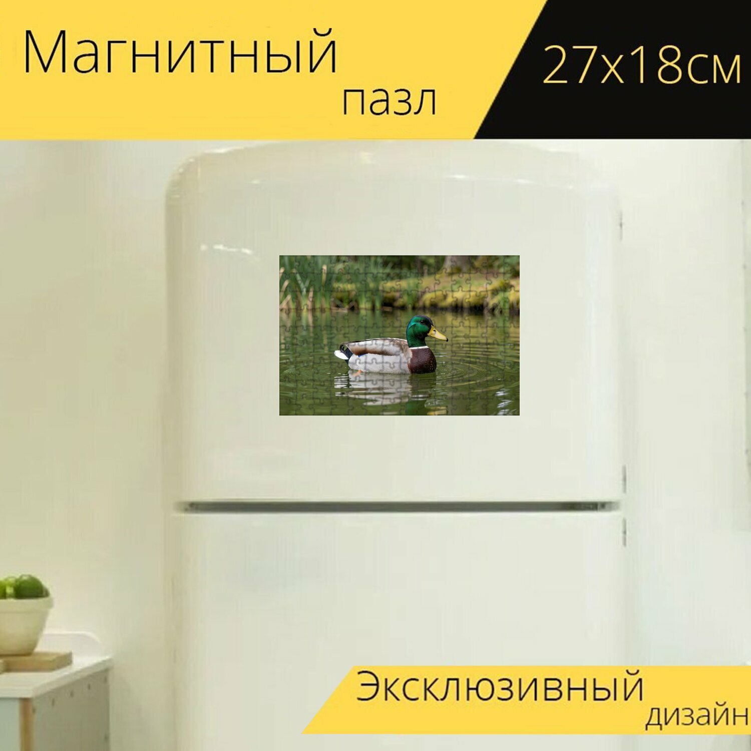 Магнитный пазл "Селезень на лесном пруду. Реалистичная сцена дикой природы: яркая кряква плывет по спокойной воде среди камышей и зелени. Зеленые." на холодильник 27 x 18 см.