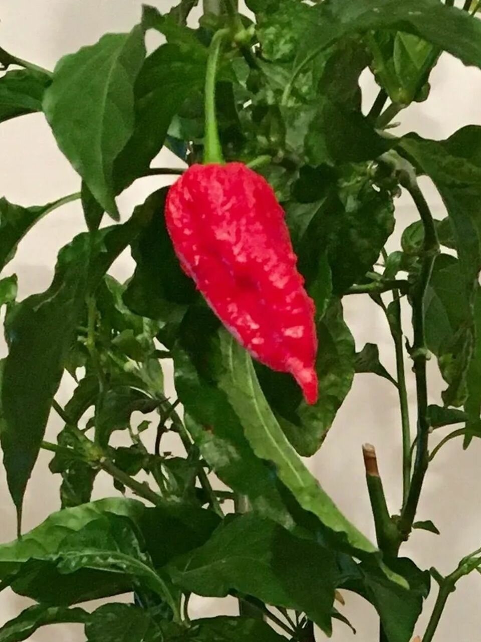 Семена Острый перец Jay's ghost scorpion red, 5 семян, Кубанский перцевод