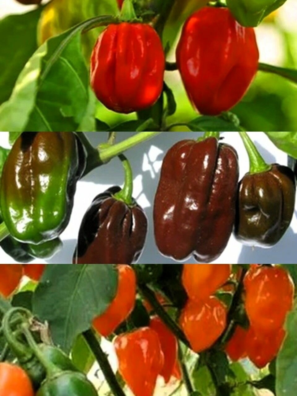 Набор семян острого перца Habanero (Хабанеро) 3 сорта по 10 семян