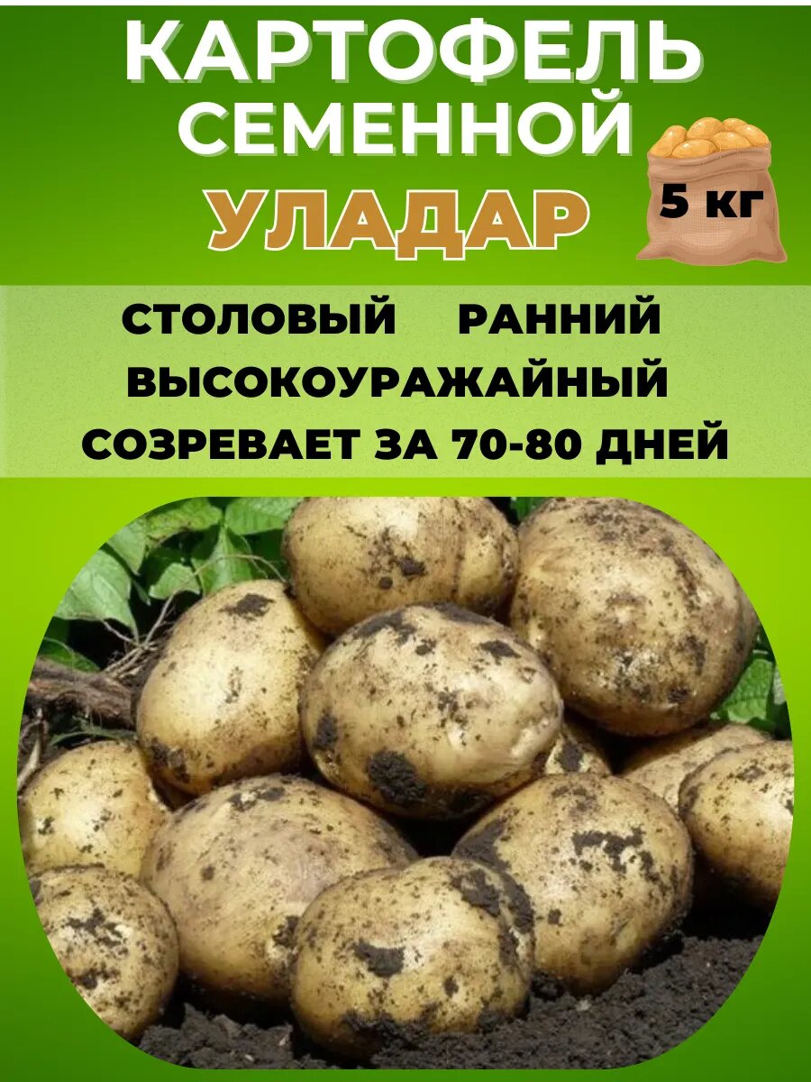 Картофель семенной на посадку, 5 кг