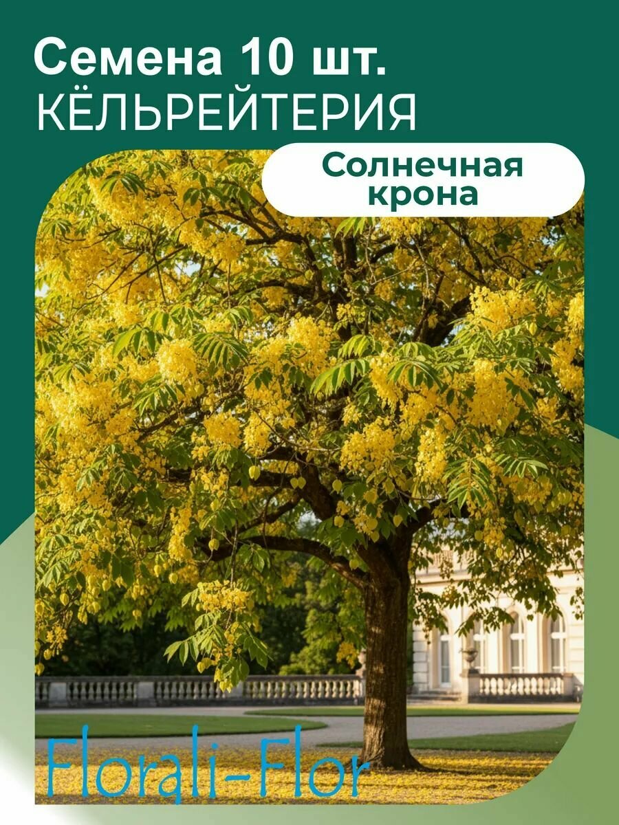 Кёльрейтерия Семена