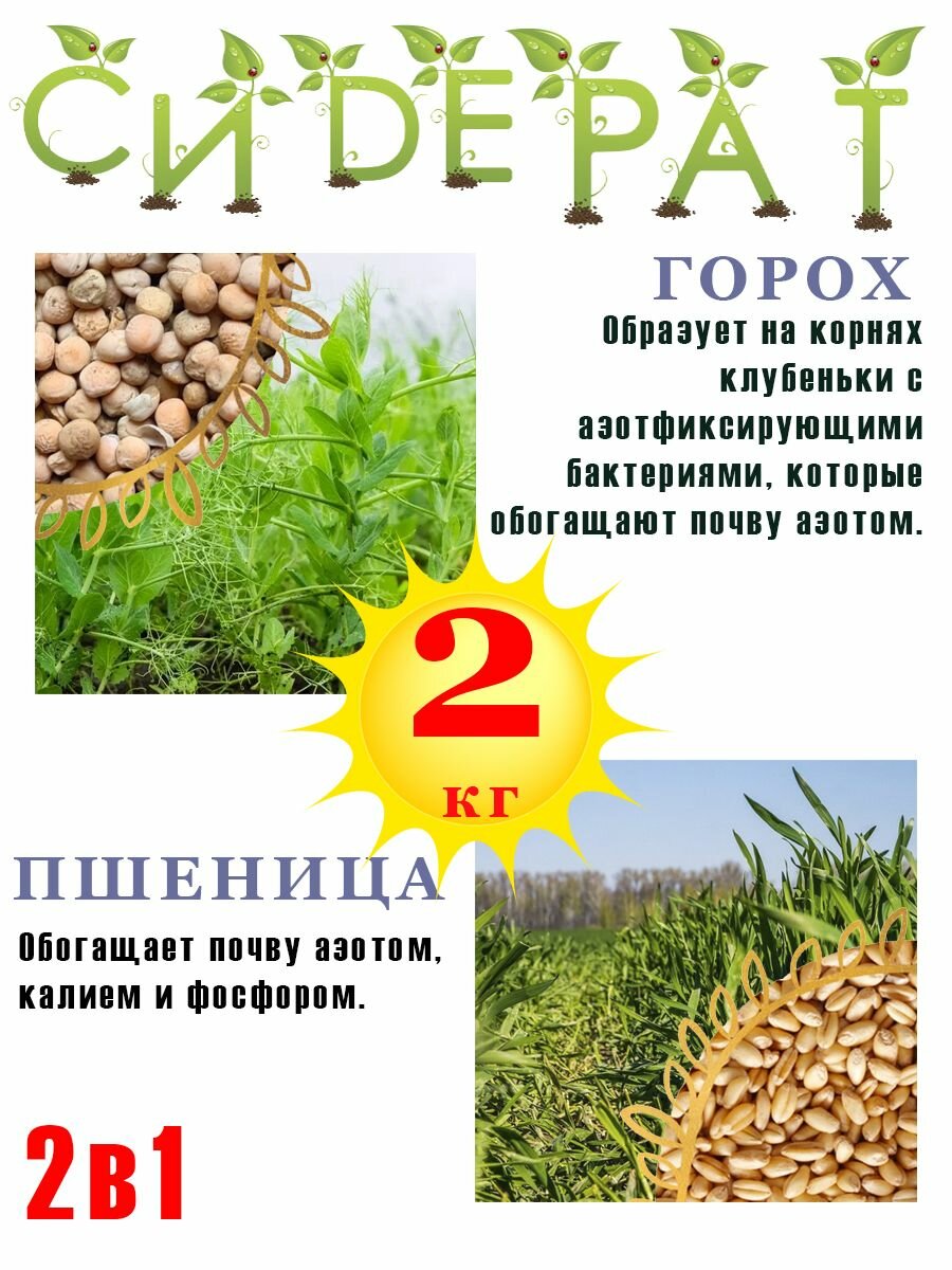 Сидерат Горох Пшеница 2в1