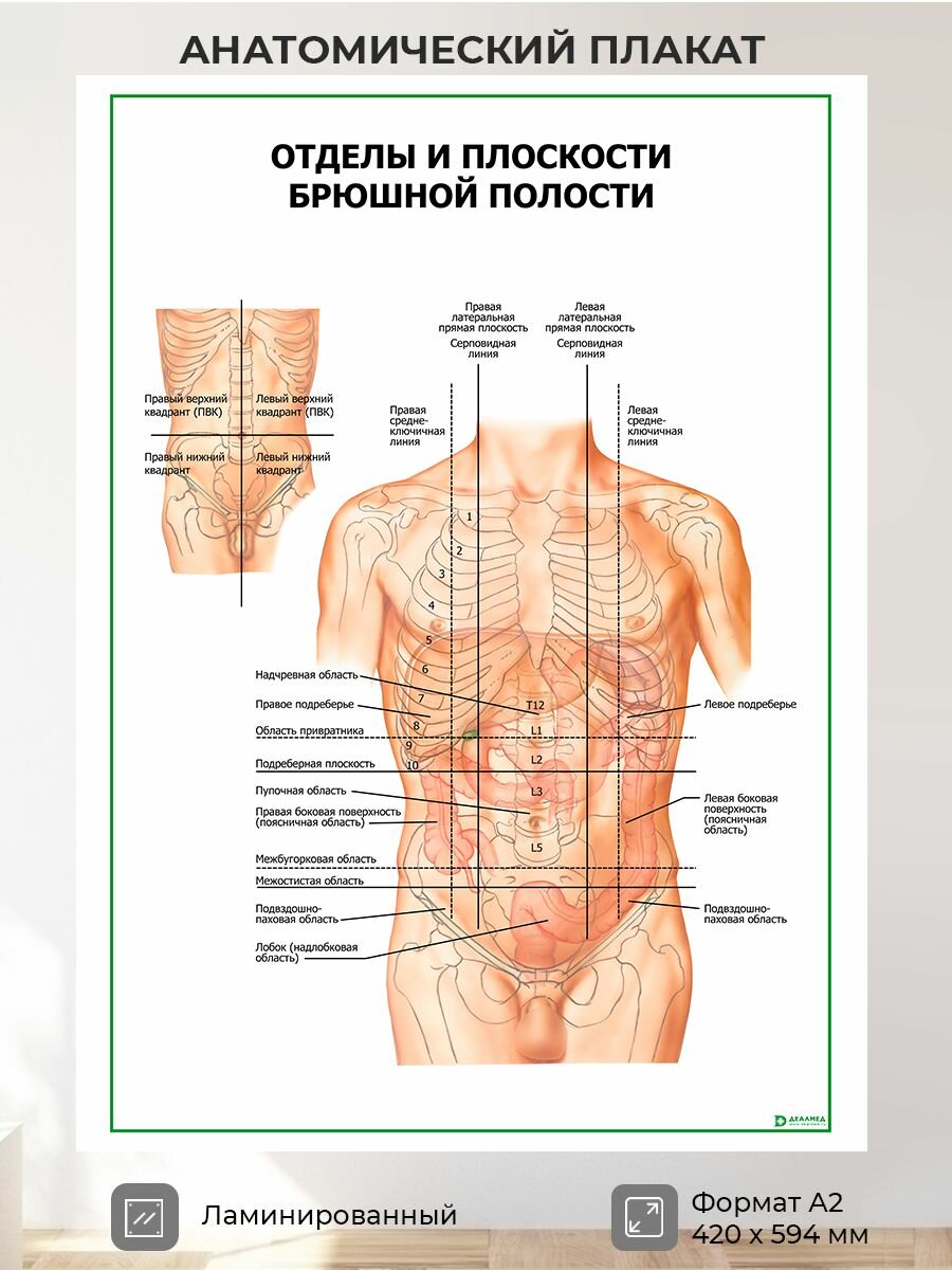 Обучающий медицинский плакат ламинированный формат А2 Отделы и плоскости брюшной полости