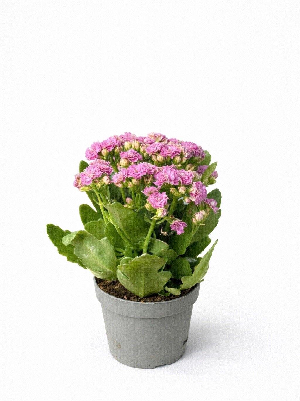 Каланхоэ каландива розовое (Kalandiva kalanchoe "Pink") 12см