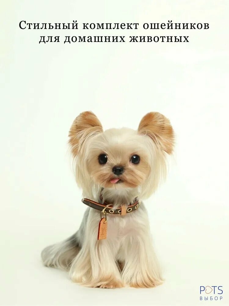 Стильный комплект ошейников для домашних животных Louis Vuitton Baxter dog collar set