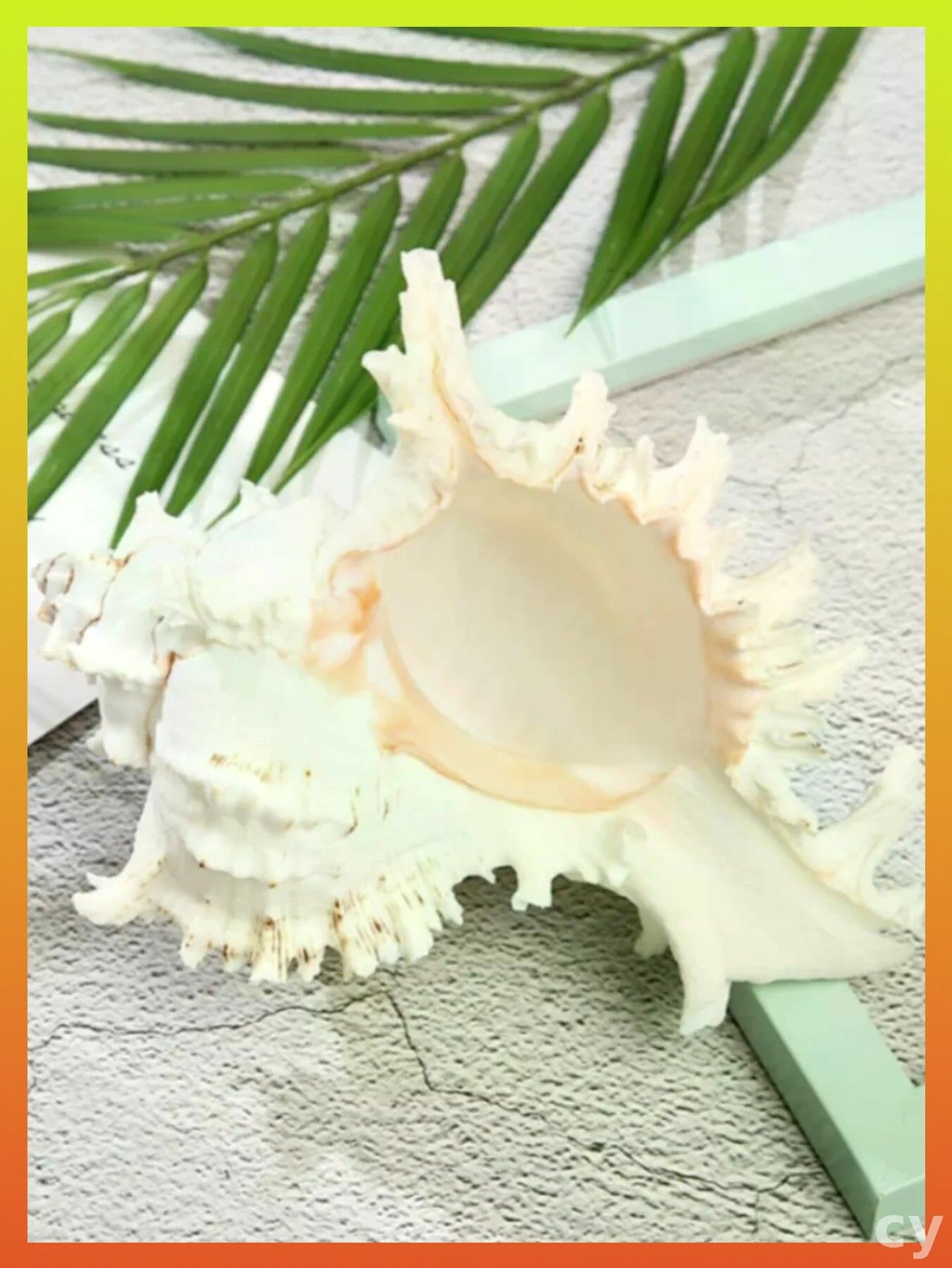 Натуральная морская ракушка Мурекс Белая невеста 10 см, эксклюзивный декор для аквариума