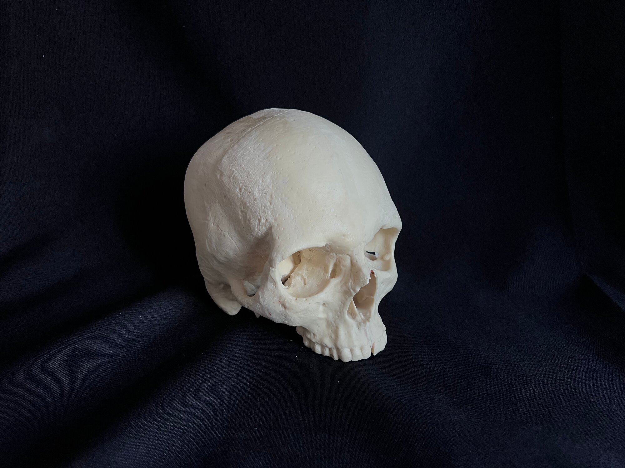 Модель черепа "Череп-FullCranium", анатомическая, с подставкой — фото 1