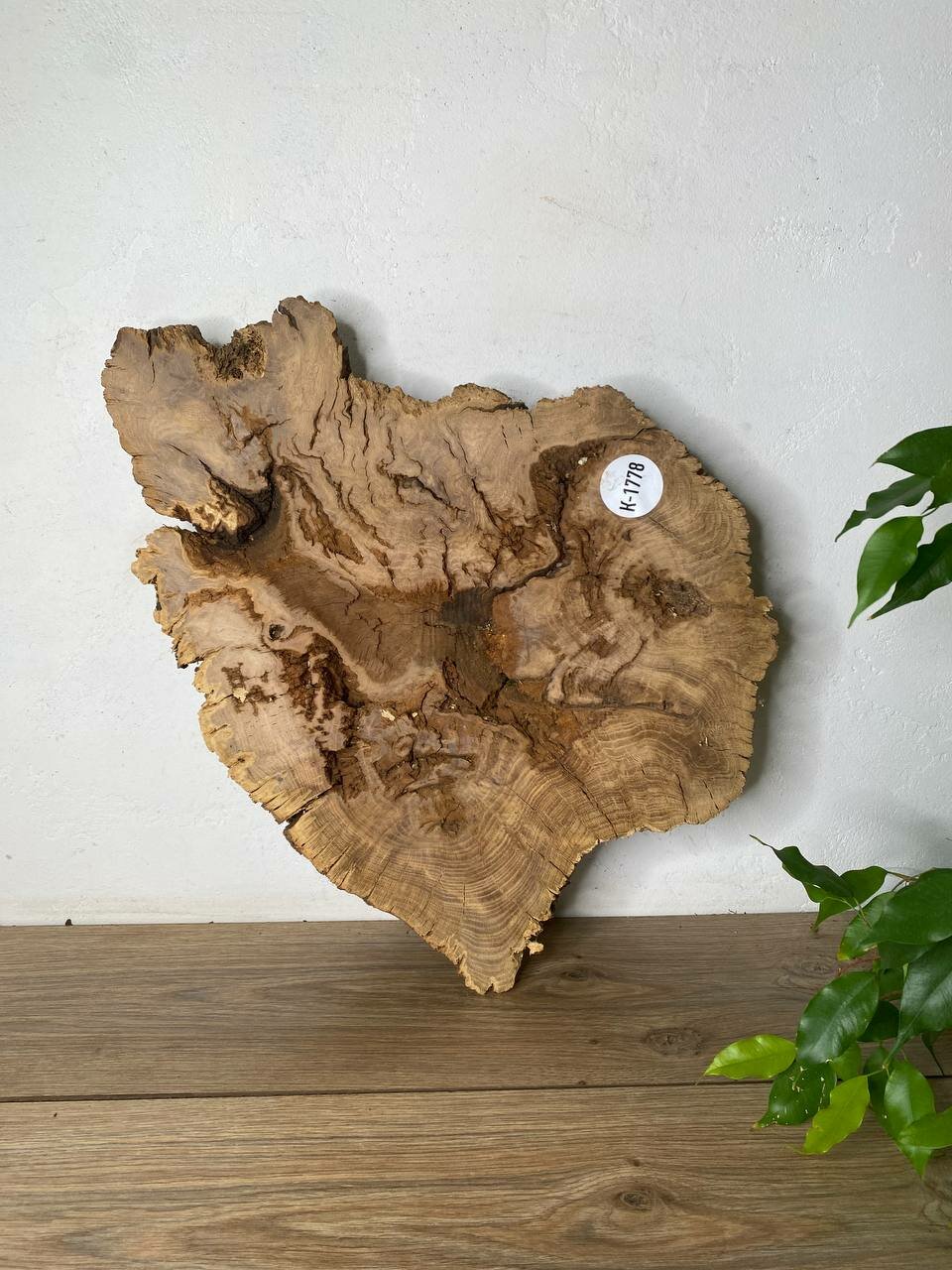 Спил дуб . Габаритные размеры 49х36х7 см. Шлифованный с 2-х сторон. артикул к1778