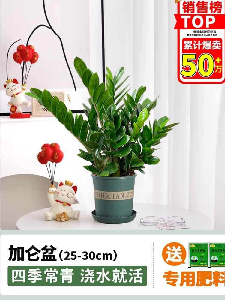 Горячая распродажаДенежное дерево, зеленое растение для интерьера, легкое в уходе, цветок для офиса, счастливое дерево, большой цветочный горшок, денежная гирлянда