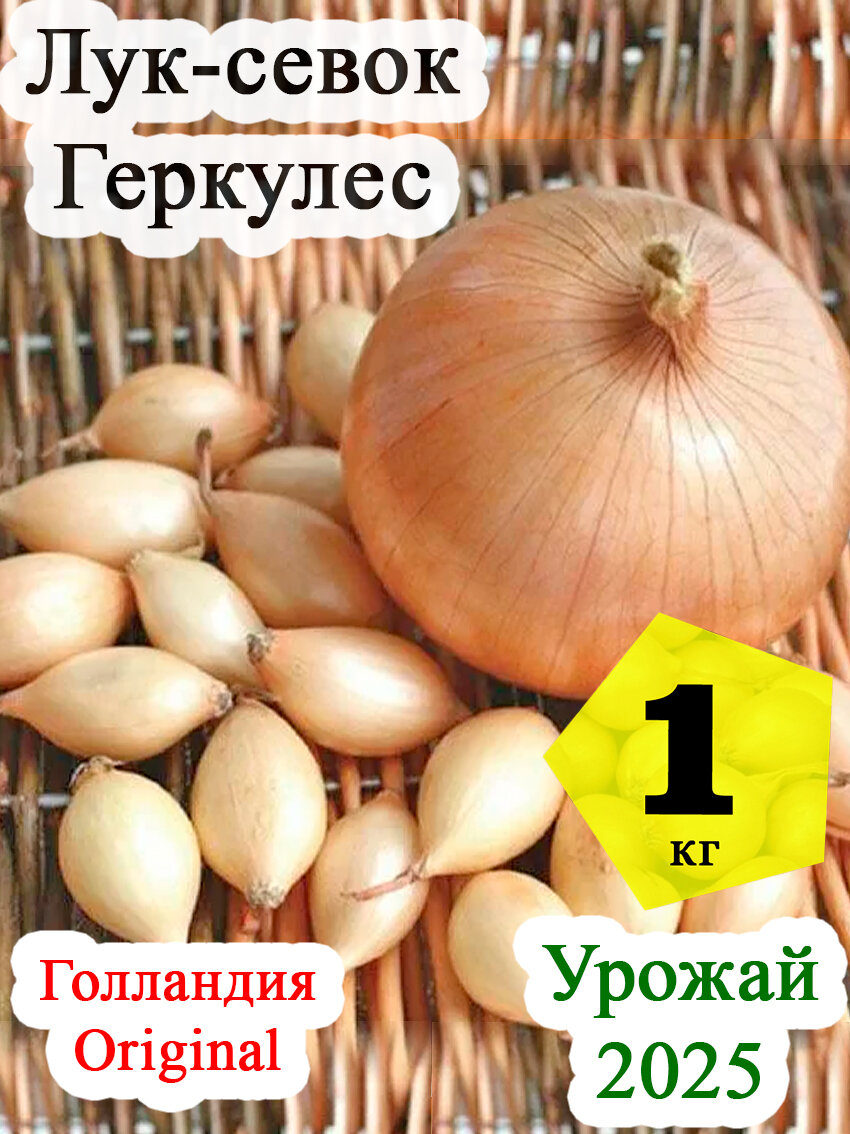 Лук севок Геркулес 1 кг Голландия на посадку весной