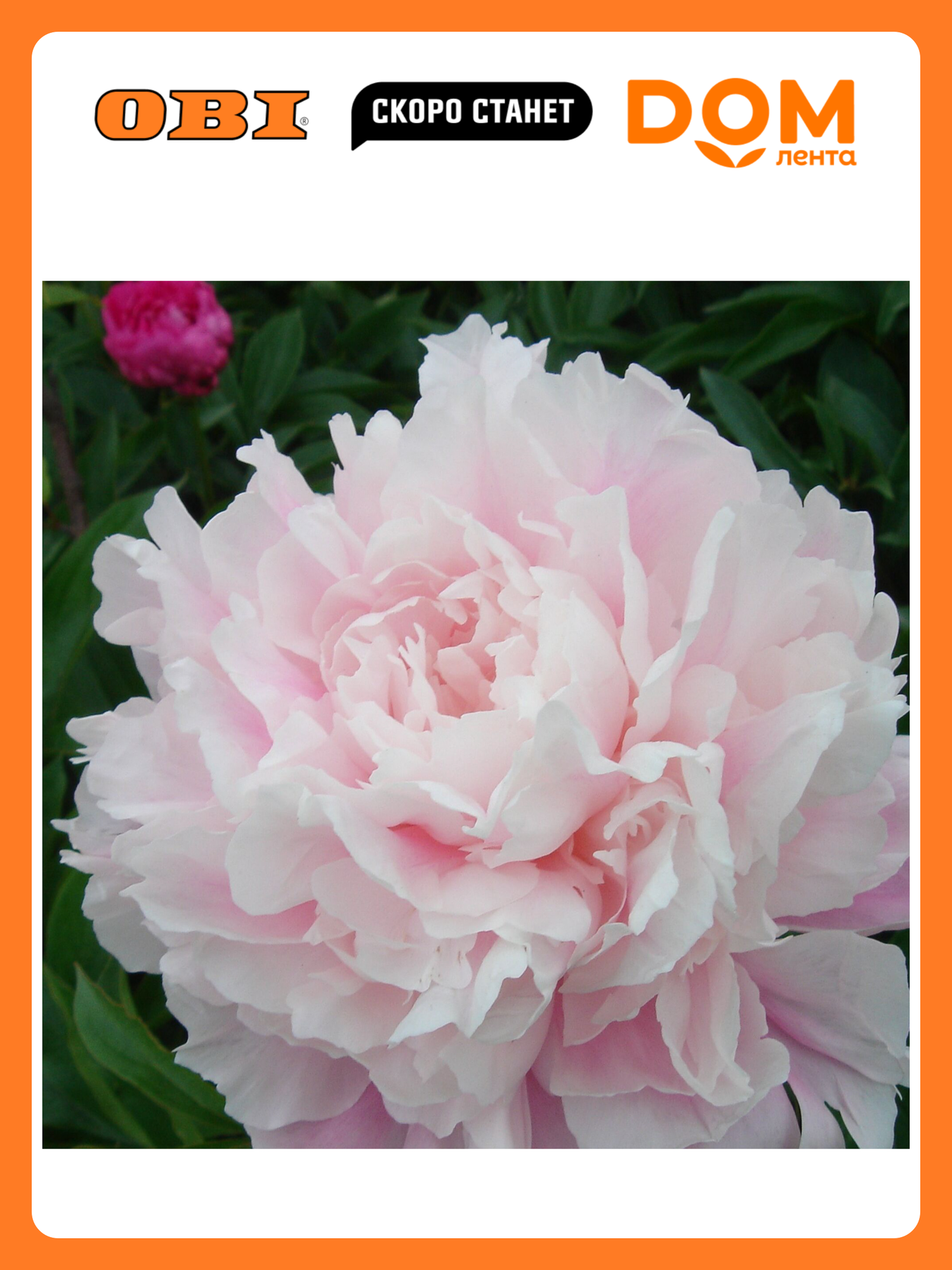 Саженец пиона травянистого Розовое облако