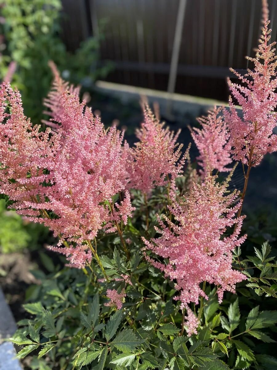 Астильба Арендса Америка