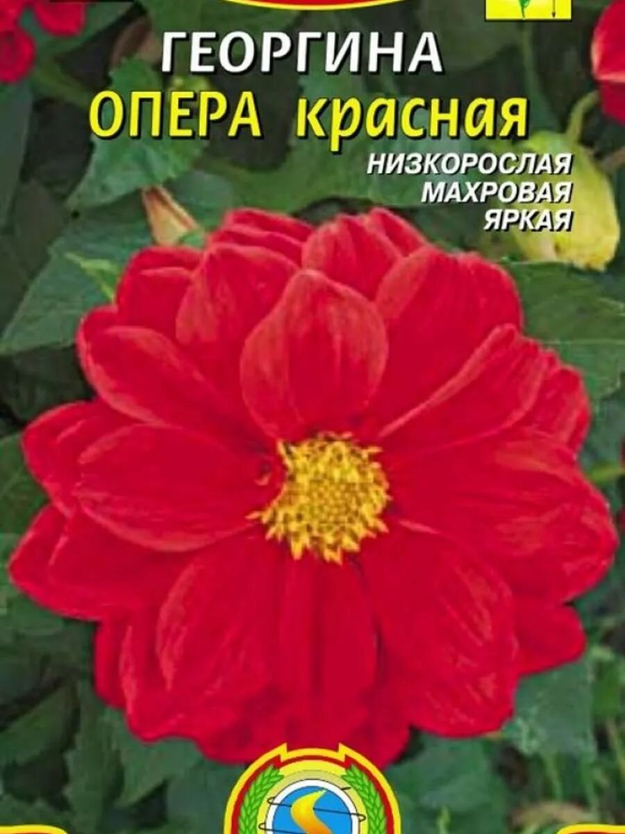 Георгина Опера Красный 10 шт, Плазменные семена