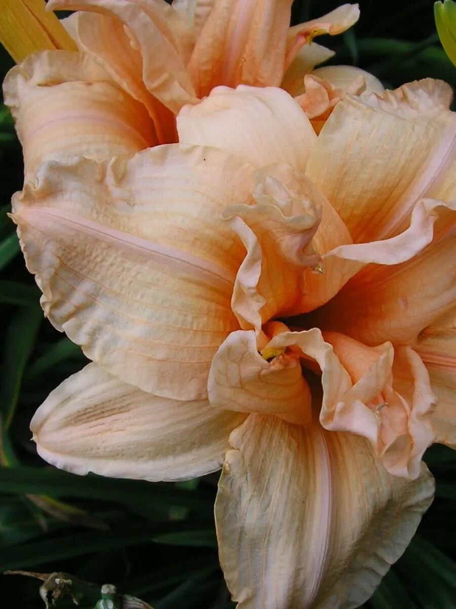 Лилейник Дабл Дрим