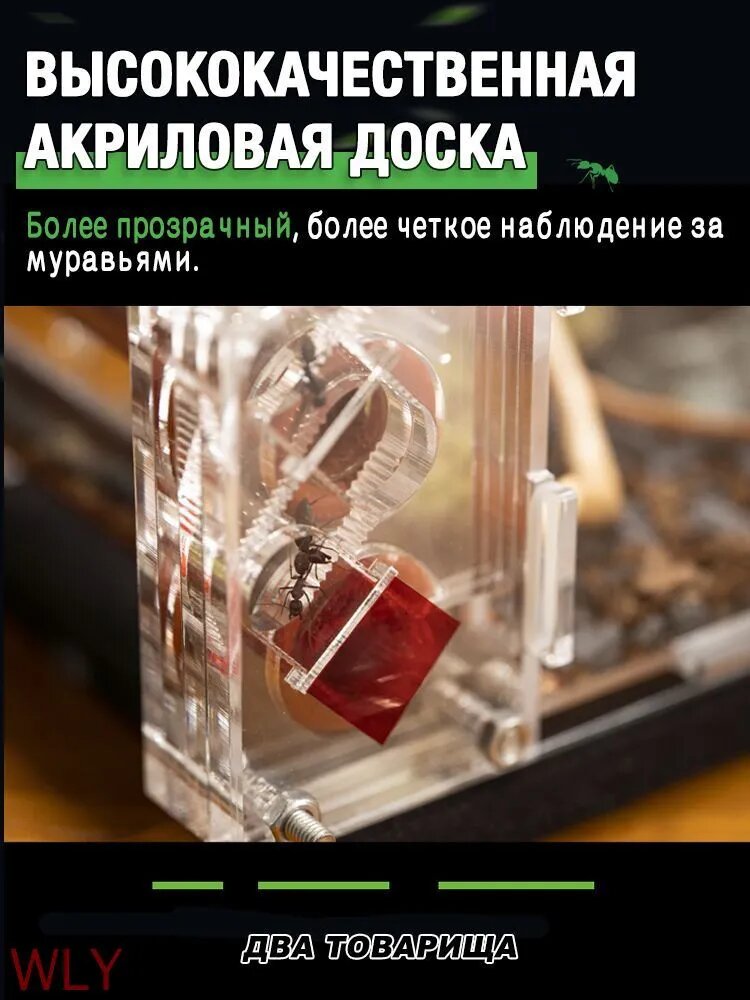Муравьиная ферма — фото 1