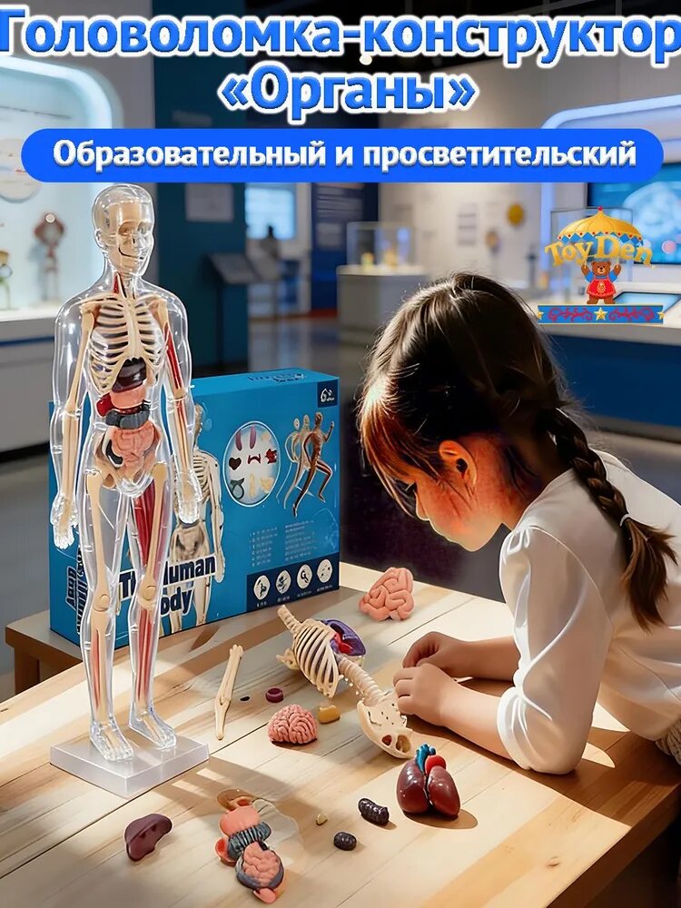 Детский анатомический конструктор: развивающая модель тела человека, скелет и органы