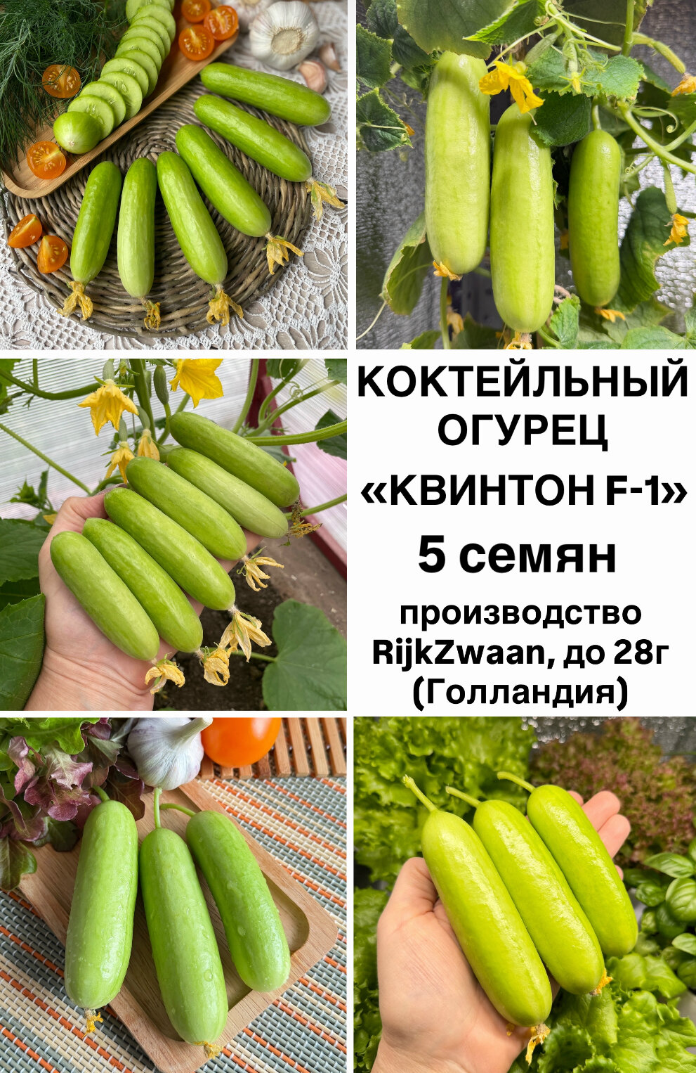 Коктейльный огурец квинтон F-1 (5 семян)