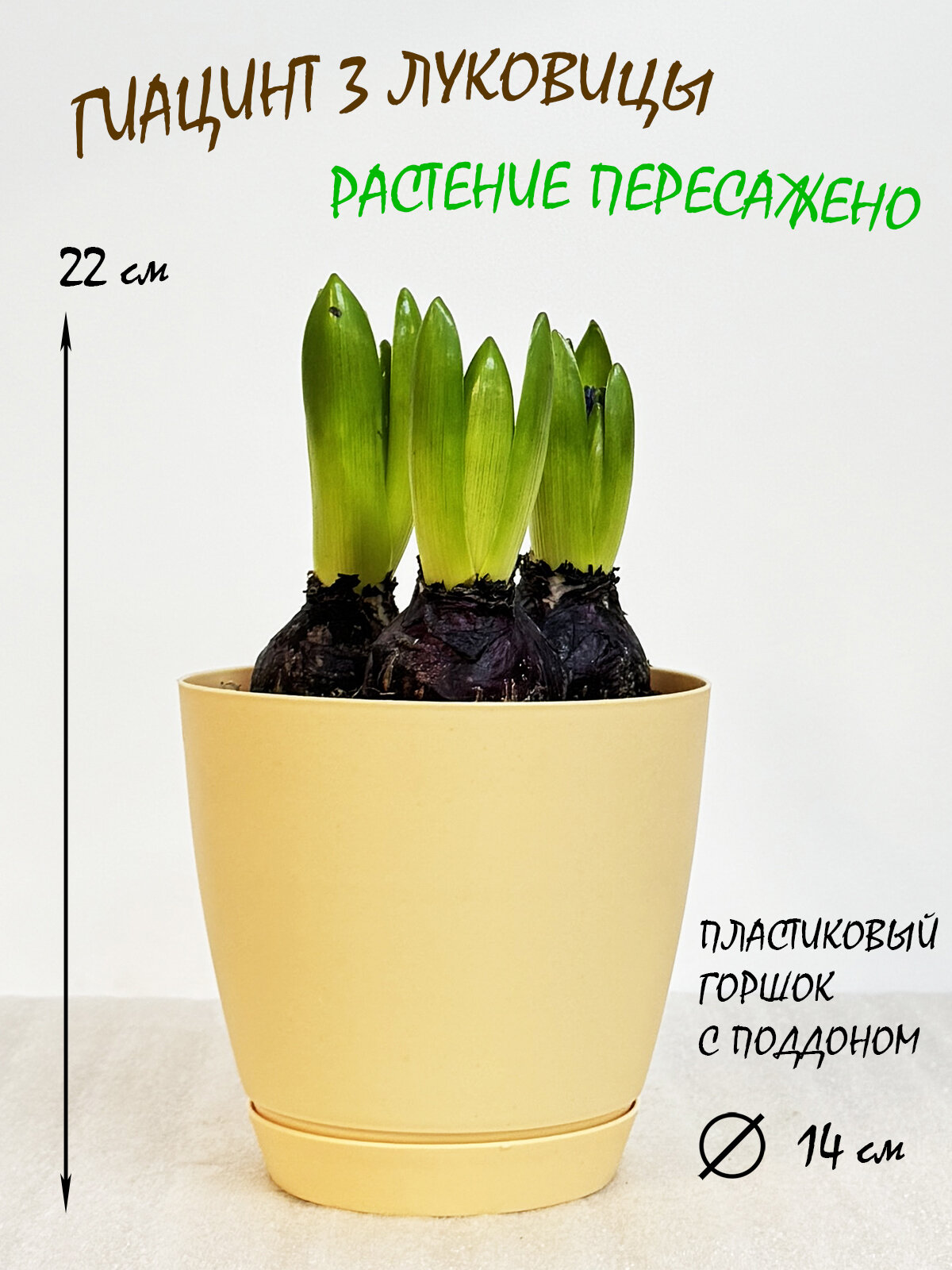 Гиацинт в кремовом пластиковом горшке с поддоном, высота 15-25см