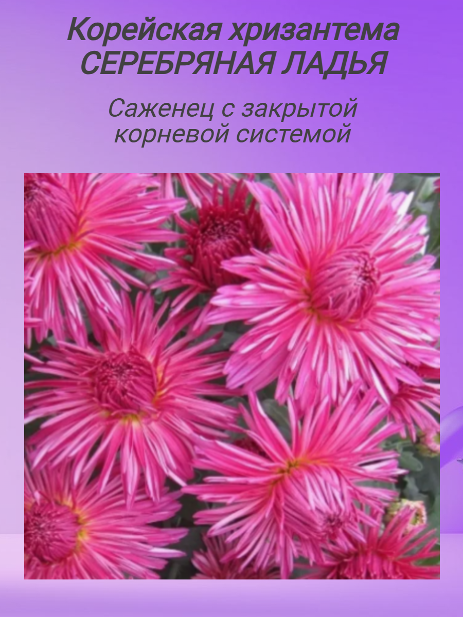 Корейская хризантема Серебряная ладья