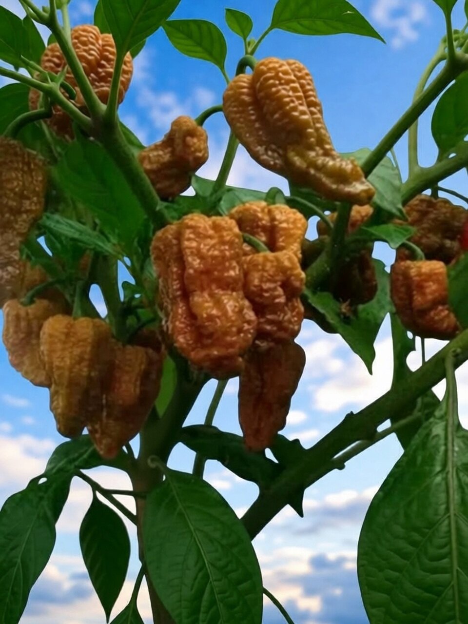 Семена Острый перец Bhut Jolokia Mustard (Бхут джолокиа горчичная), 10 семян