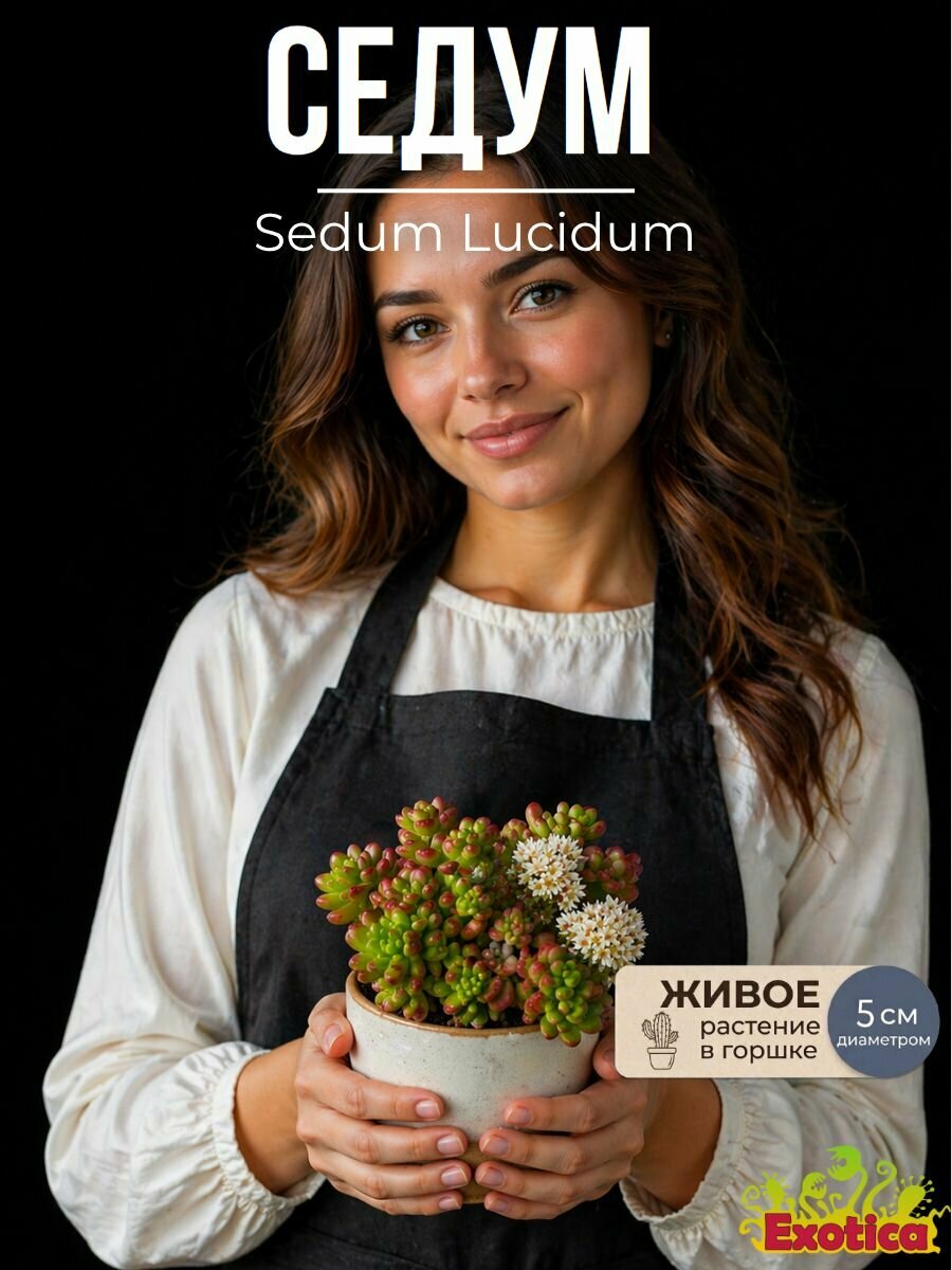 Седум Люсидум (Sedum Lucidum) D5см, домашний цветок