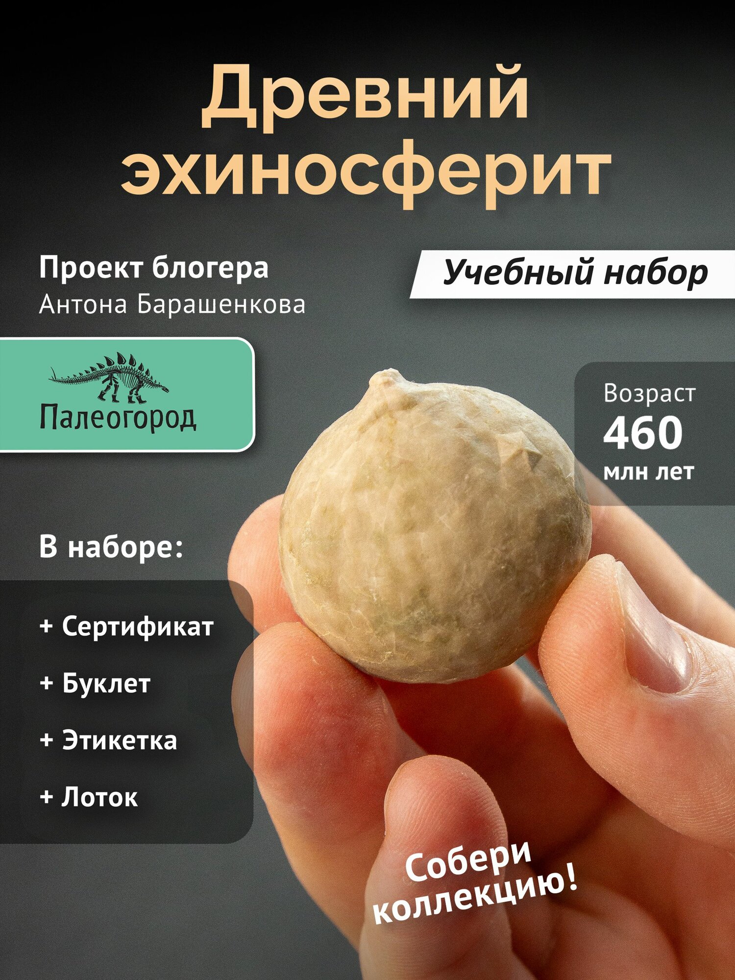 Набор палеонтолога (образец №601). Эхиносферит (морской пузырь) XF. Необычный подарок мальчику, девочке, подростку. Опыты и раскопки.