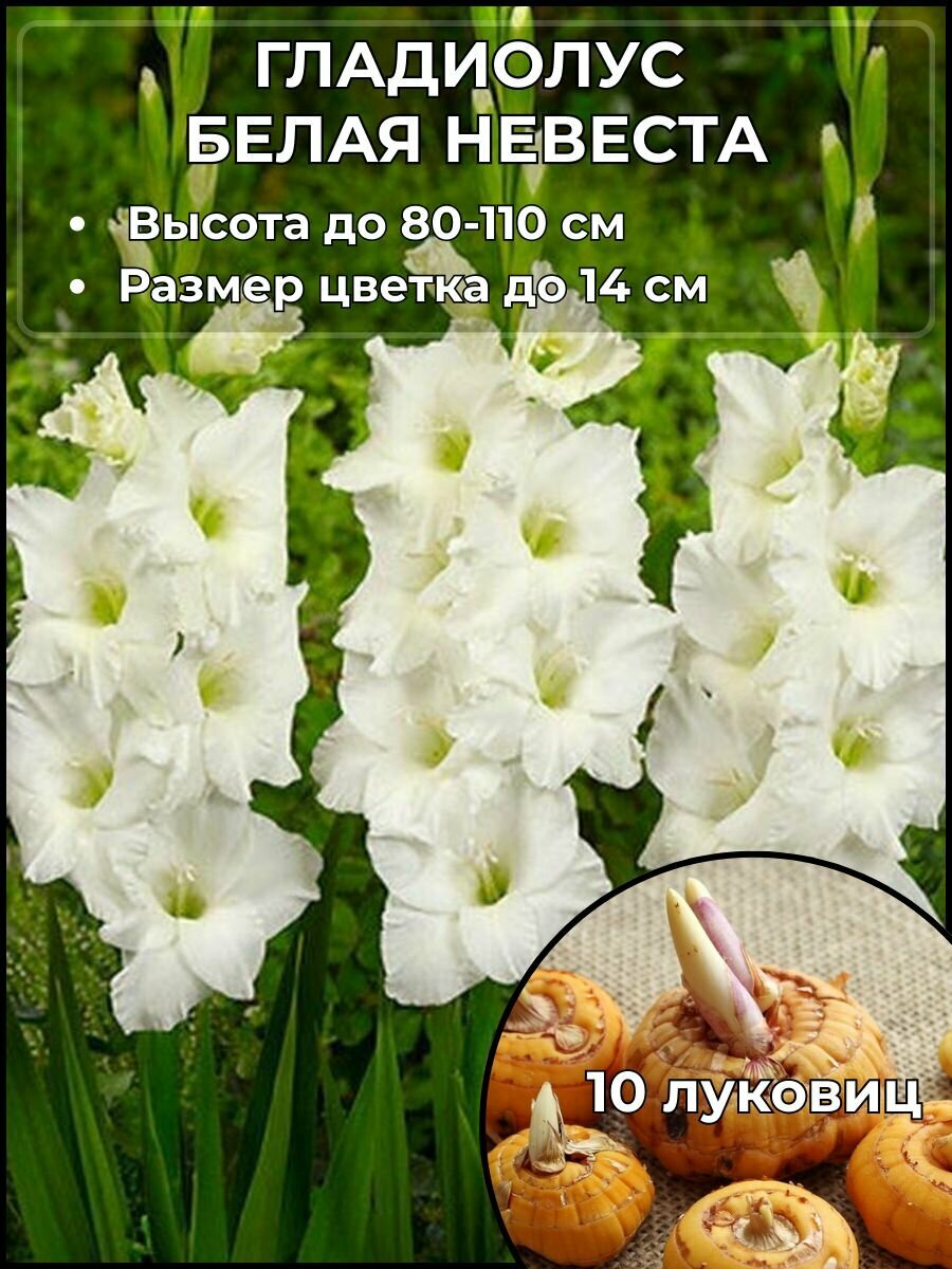 Гладиолус Белая невеста, луковицы 10 штук
