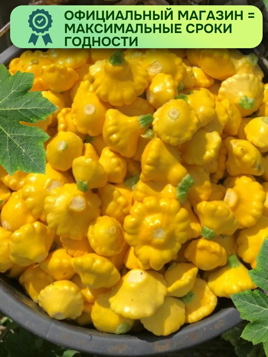 Патиссон Грошик, для получения маленьких патиссонов корнишонов и цельноплодного консервирования, 5 семян