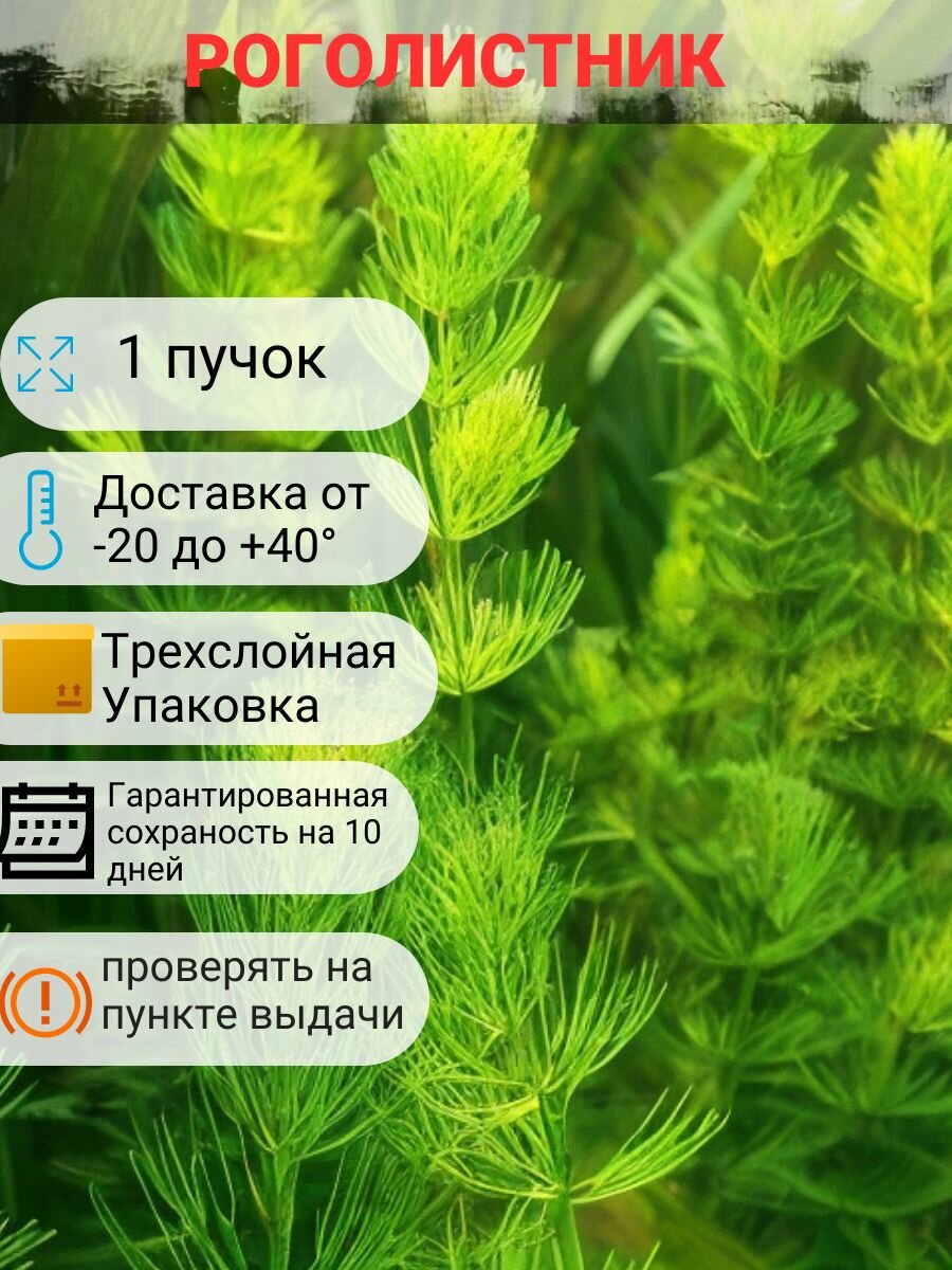 Роголистник. Живое аквариумное растение